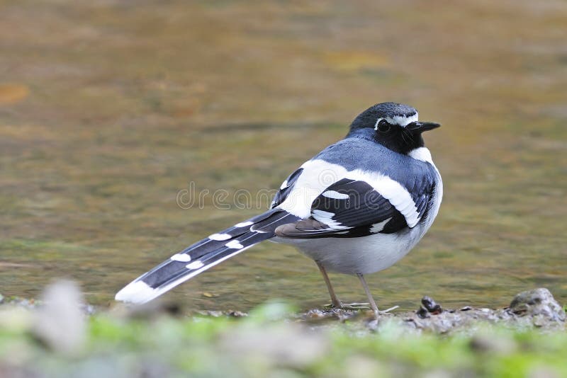 Slaty-backed Forktail stock photo. Image of animal, asian - 32822046