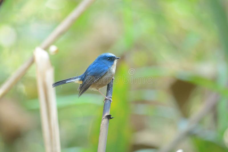 Slaty-blue Flycatcher (Bird Perching on Branch) Stock Photo - Image of ...