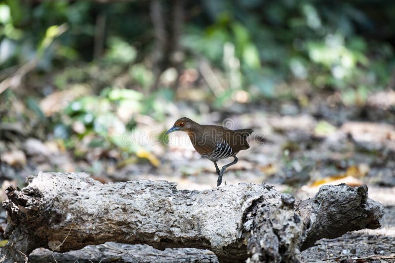Slaty - legged Crake stock photo. Image of black, eurizonoides - 239016044