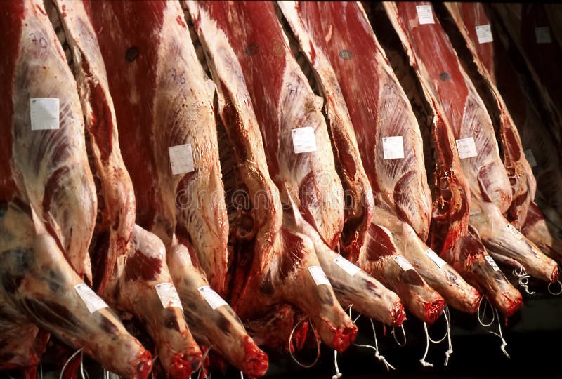 Slaughter of beef stock image. Image of slaughter, italian - 57833617