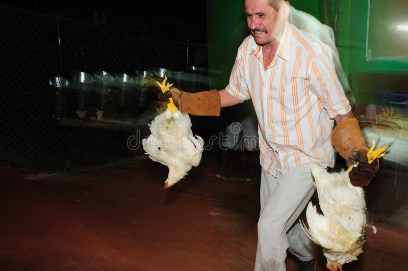 Chicken Slaughtering at Marrakesh Market Editorial Photography - Image ...