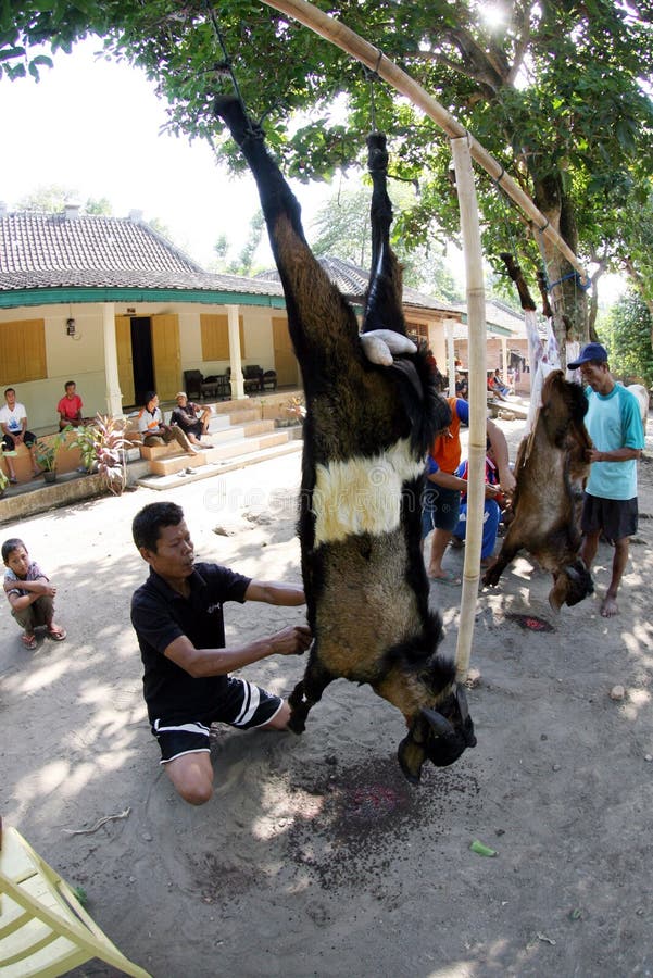 Slaughter goat editorial photo. Image of solo, java, goat - 34410711