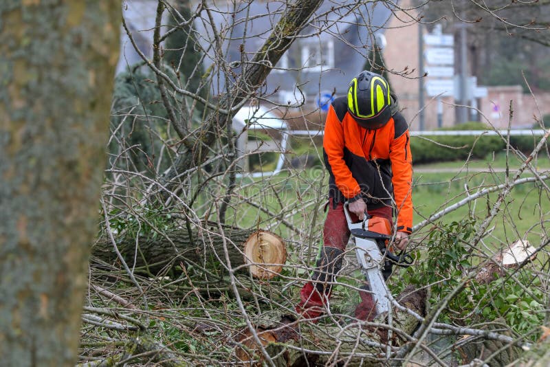 Slaughter of a poplar stock image. Image of branch, cutting - 112747771