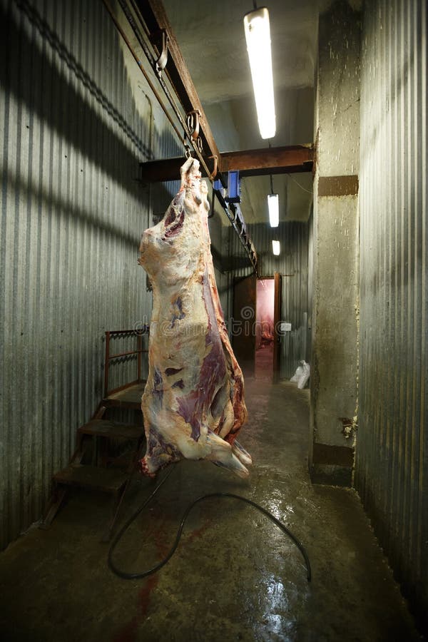 Slaughterhouse Cows, Hanging on Hooks in the Cold Half of Cows Stock ...