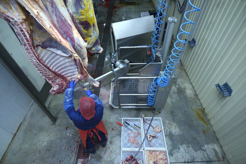 At the Slaughterhouse. Worker Skinning Carcass of a Caw Using Hoist and ...