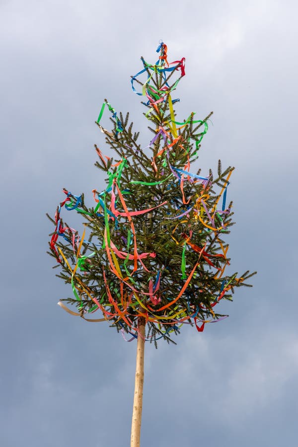 The Slavic Traditional Maj Tree. Stock Image - Image of branch, plant ...