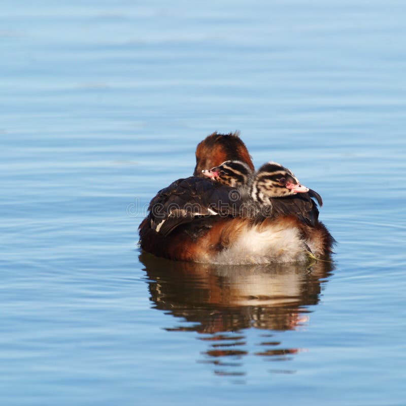 Slavonian Grebe Chicks on a Tour Stock Image - Image of beak ...