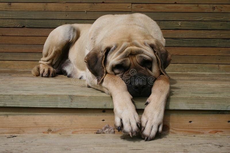 Age Mastiffs Start Drooling