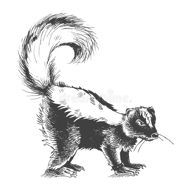 De Vectorgrafiek Van De Stinkdierschets Vector Illustratie ...