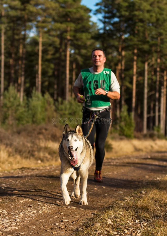 Siberian Husky Pulling a Sled in Scotland. Stock Photo - Image of great ...