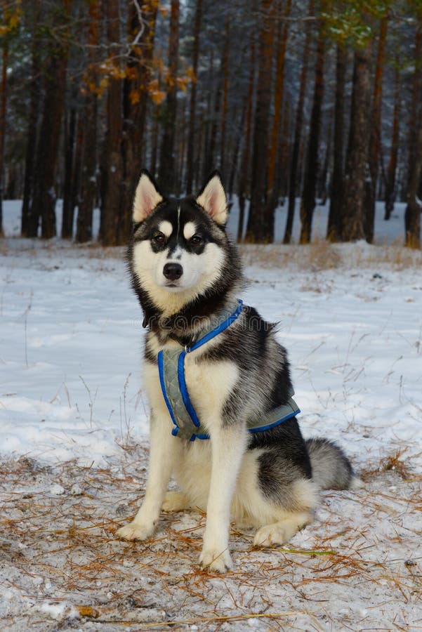 Sled Dog Breed Siberian Husky Stock Image - Image of husky, snow: 62314875