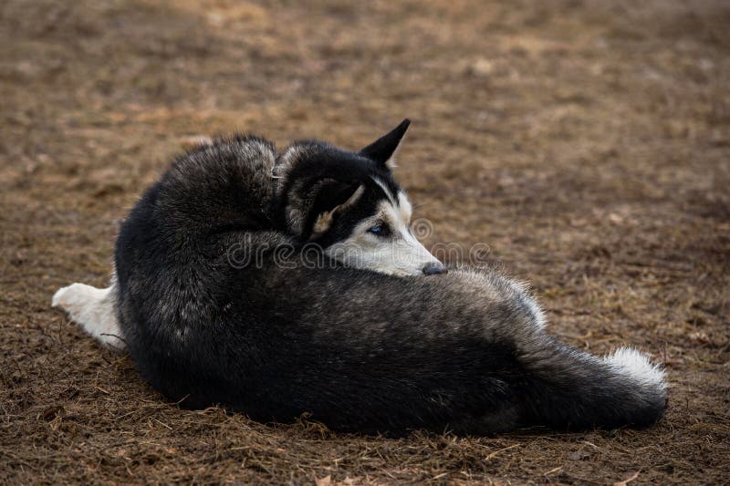 Sled Dog Lays in Yard with Nose Over Back Stock Photo - Image of animal ...