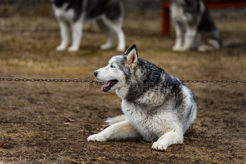 Sled Dog Lies Down on Line stock photo. Image of creature - 381453132