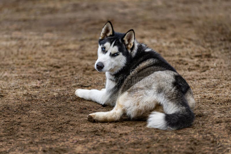 Sled Dog Lies Down Looking Back Over Shoulded Stock Photo - Image of ...