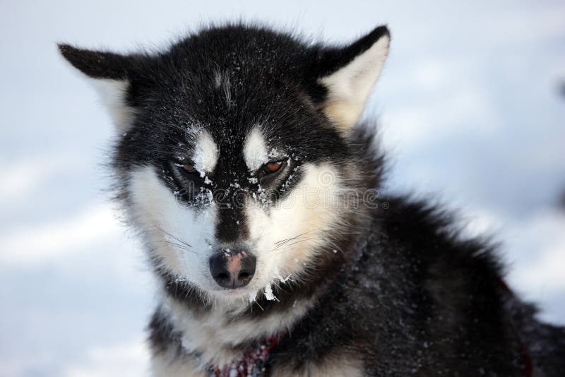 Sled Dog on the Pack Ice of East Greenland Stock Photo - Image of ...
