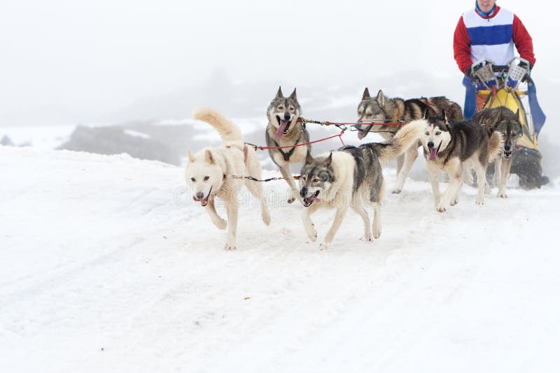 Limited North American Sled Dog Race - Alaska Editorial Photography ...