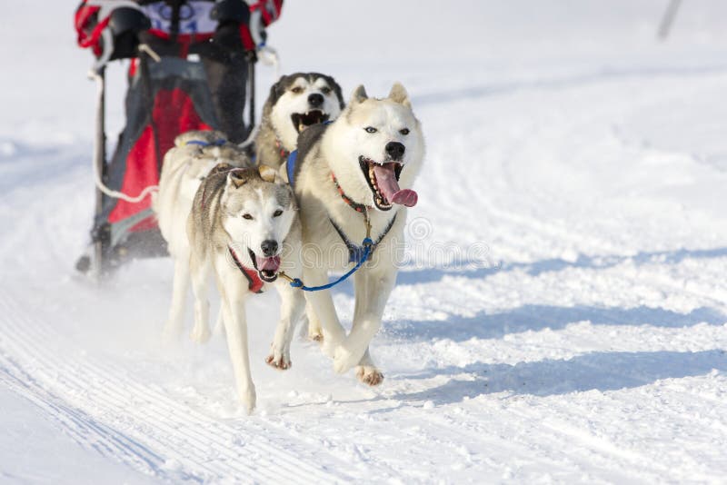 Sled Dog Race in Lenk / Switzerland 2012 Stock Photo - Image of huskys ...