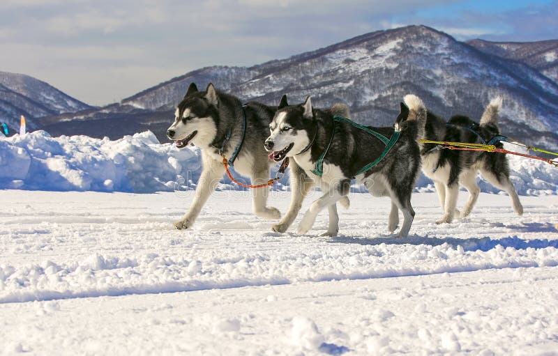 Sled Dog Race on Snow in Winter Stock Image - Image of musher ...