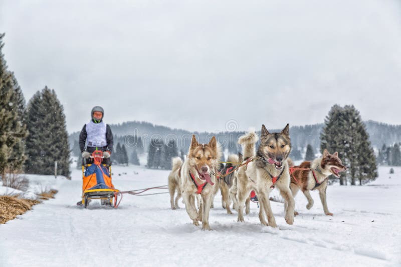 Sled Dog Race on Snow in Winter Editorial Stock Photo - Image of speed ...