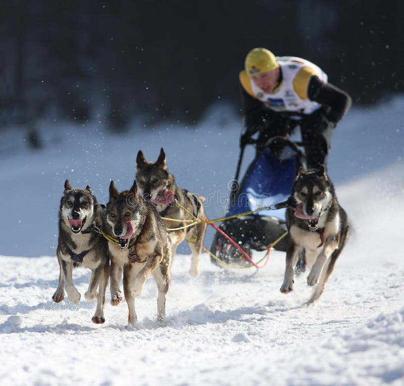 Sled dog racing stock photo. Image of country, fast, face - 13068742