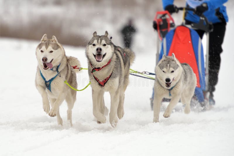 Lead Sled Dogs stock photo. Image of siberian, beargrease - 13895874