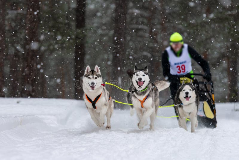 Sled Dog Racing. Husky Sled Dogs Team Pull a Sled with Dog Driver Stock ...
