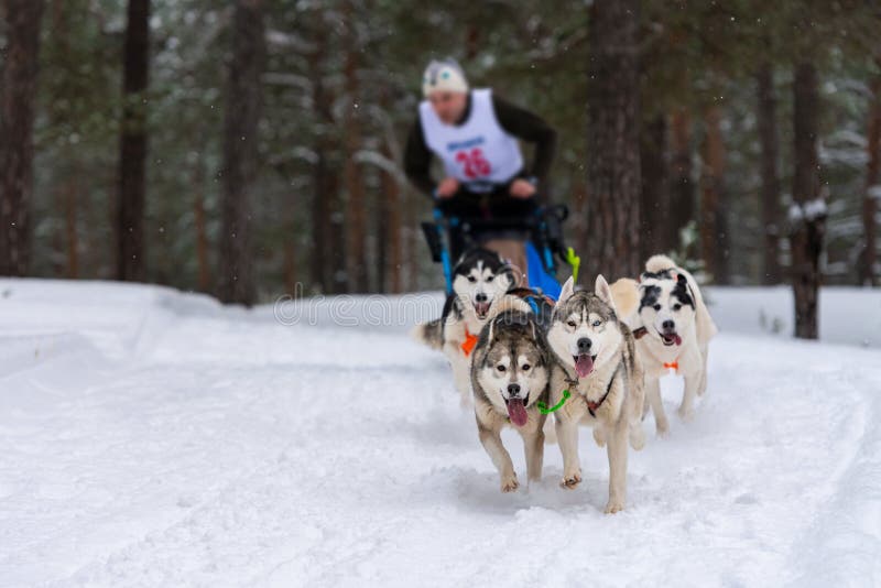 Sled Dog Racing. Husky Sled Dogs Team Pull a Sled with Dog Driver ...