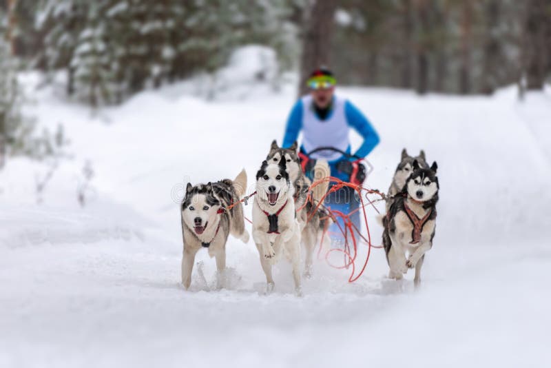 Sled Dog Racing. Husky Sled Dogs Team Pull a Sled with Dog Musher Stock ...