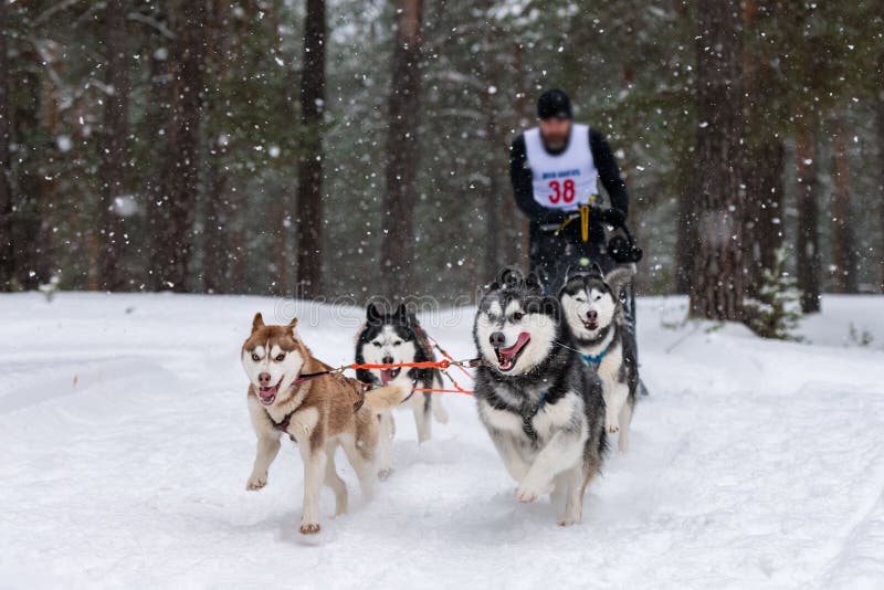 Sled Dog Racing. Husky Sled Dogs Team Pull a Sled with Dog Musher ...