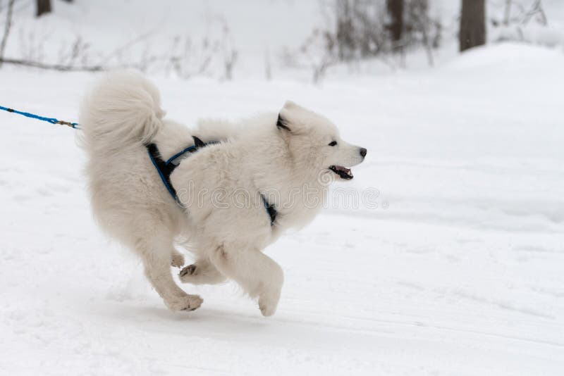 Samoyed Sled Dog Team At Work Stock Photo - Image of mountain, racing ...