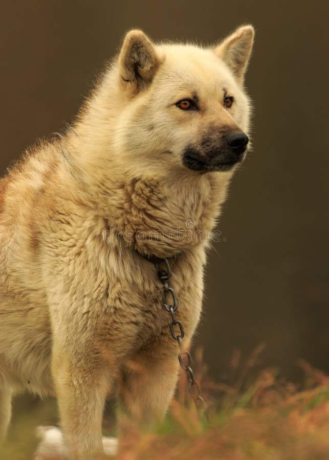 Sled Dog in Sisimiut stock image. Image of travel, sled - 100976891
