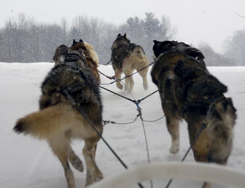 Sled Dogs stock image. Image of path, dogs, snow, clean - 2013483
