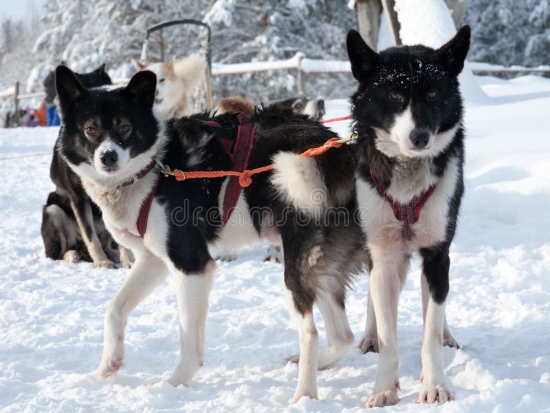 Malamute sled dog stock image. Image of sleighman, sledge - 16297965