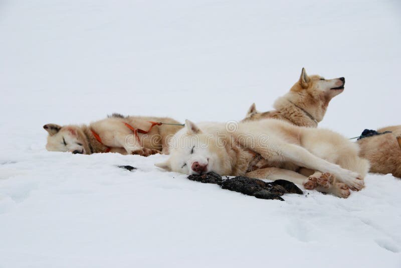 Sled dogs stock image. Image of dogs, chained, sled, wolf - 4839191