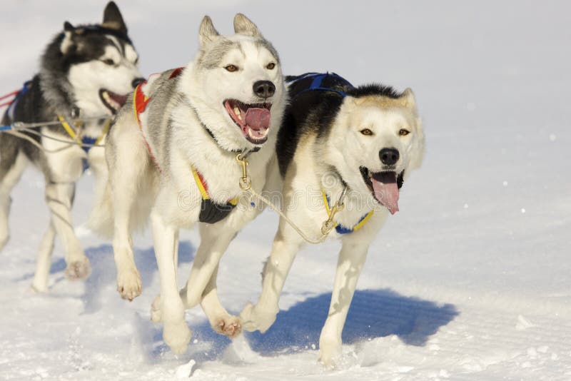 Sled dogs stock image. Image of outdoors, nature, snow - 8451473
