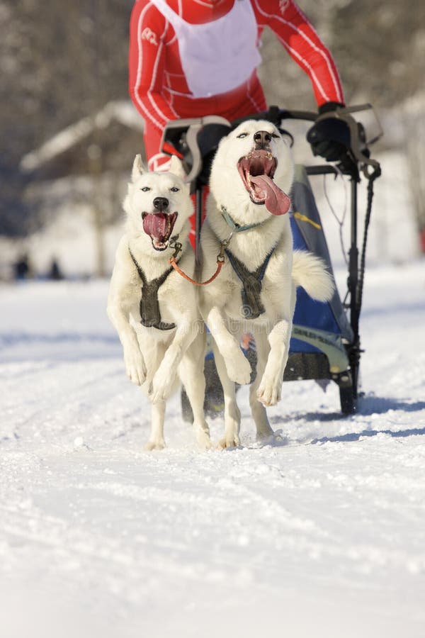 Sled dogs stock photo. Image of snow, nature, sport, race - 8452518