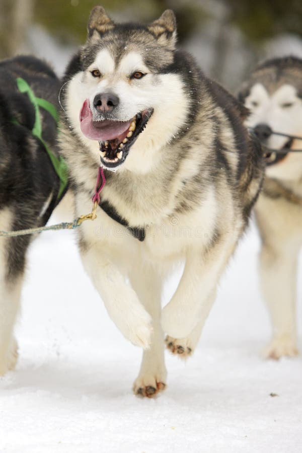Sled dogs stock image. Image of animal, competition, husky - 8626781