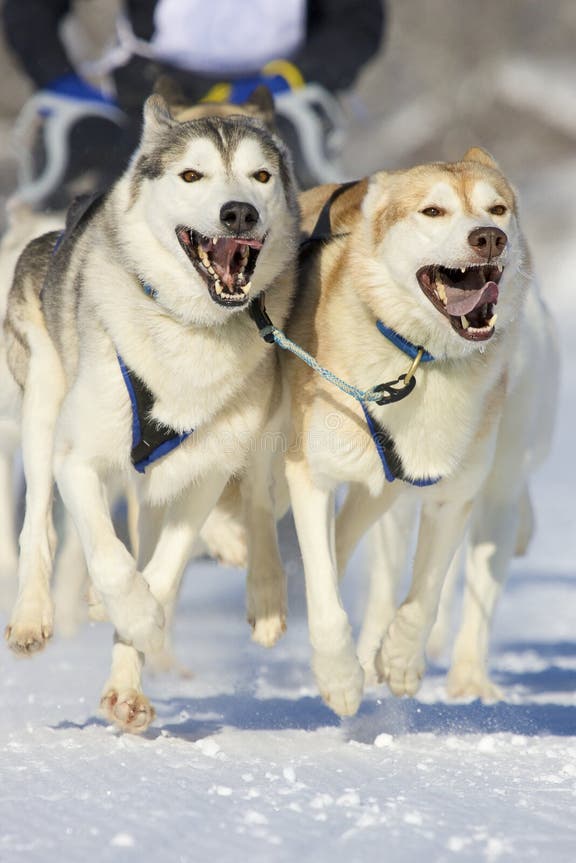 Sled dogs stock image. Image of speed, husky, sleigh, snow - 8681995