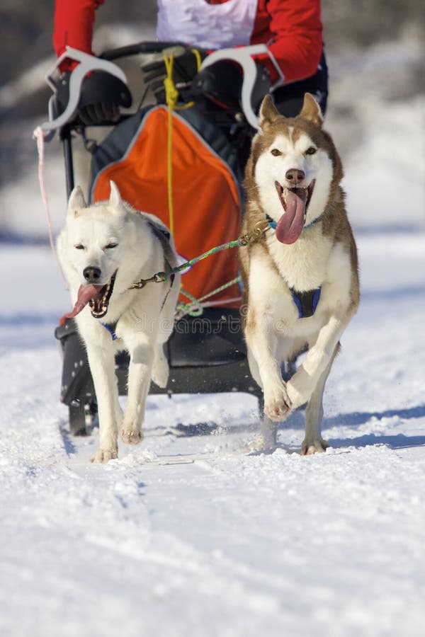 Sled dogs stock photo. Image of mush, action, competition - 8720902
