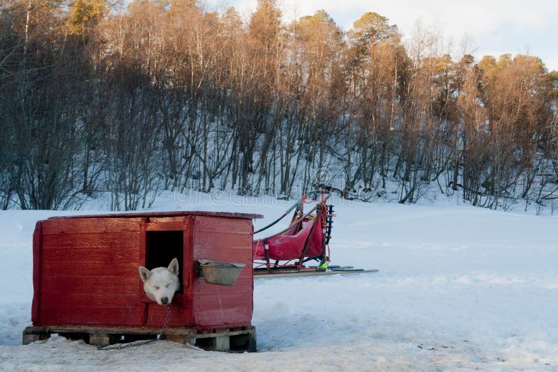 Sled dogs stock image. Image of resting, sled, dogsledge - 56639835