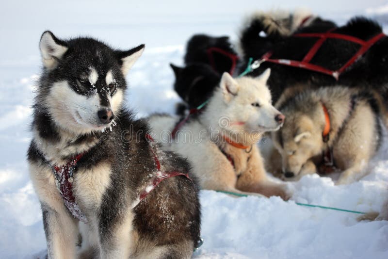 Sled Dogs on the Pack Ice of East Greenland Stock Image - Image of east ...