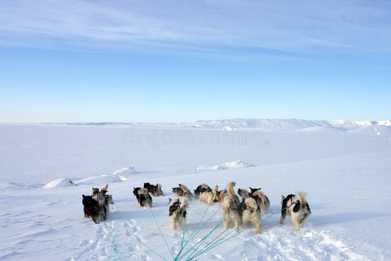 Sled Dogs on the Pack Ice of East Greenland Stock Photo - Image of ...