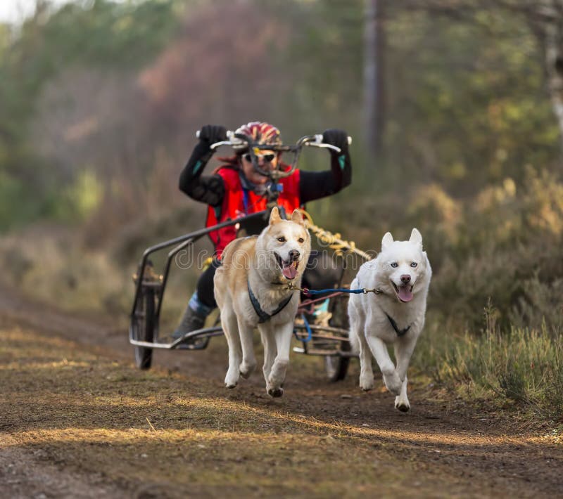 Sled Dogs in Competition Running with Sleigh and Musher Editorial Image ...