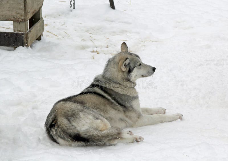 Sled Dogs Rest in the Snow after a Trip Stock Image - Image of race ...