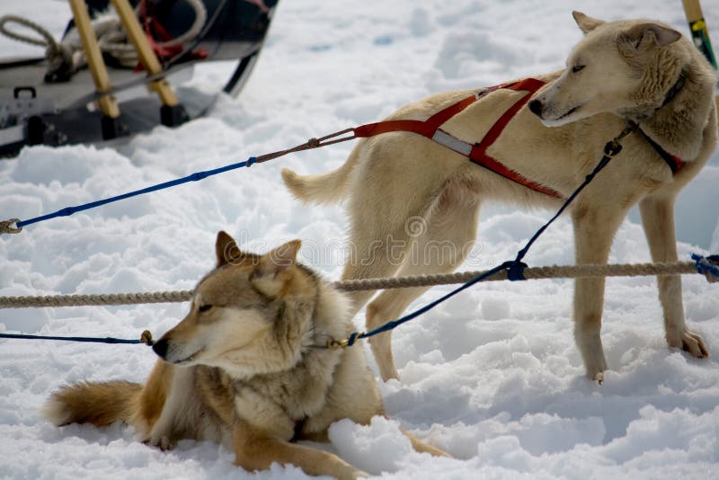 Sled Dog Resting In Front Of Disko Bay Stock Photo - Image of pole ...