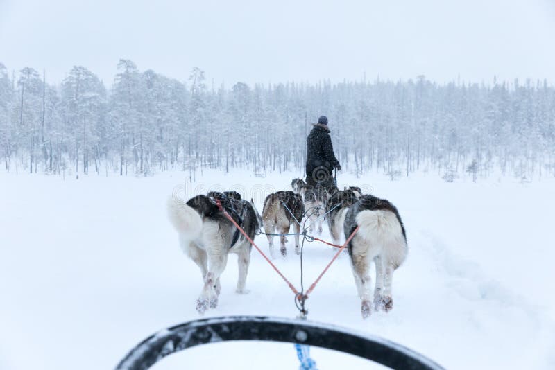 Sled Dogs Running and Pulling a Sled on a White Winter Day. Editorial ...
