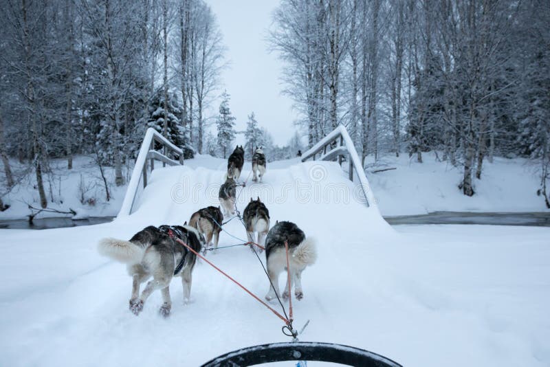Sled Dogs Exitedly Waiting To Be Tied To the Sled Line. Stock Photo ...