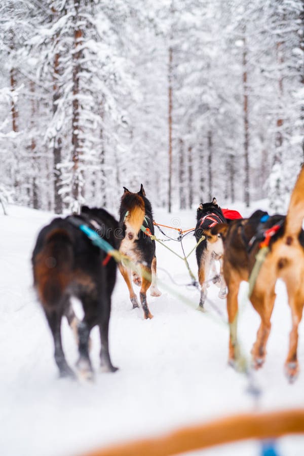 Sled Dogs Running on the Snow Track Pulling the Sled through the Forest ...