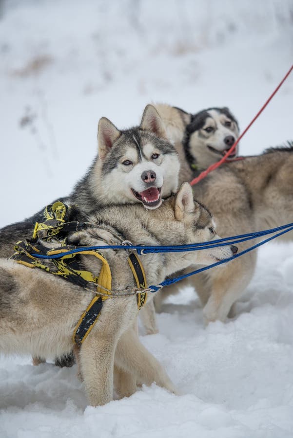 Sled Dogs of the Siberian Husky Breed in Harness Stock Image - Image of ...