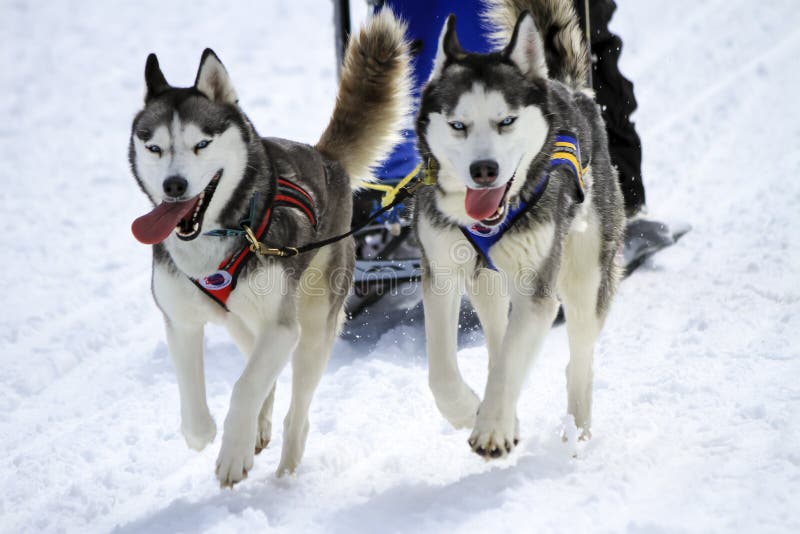 Sled Dogs in Speed Racing, Moss, Switzerland Stock Image - Image of ...